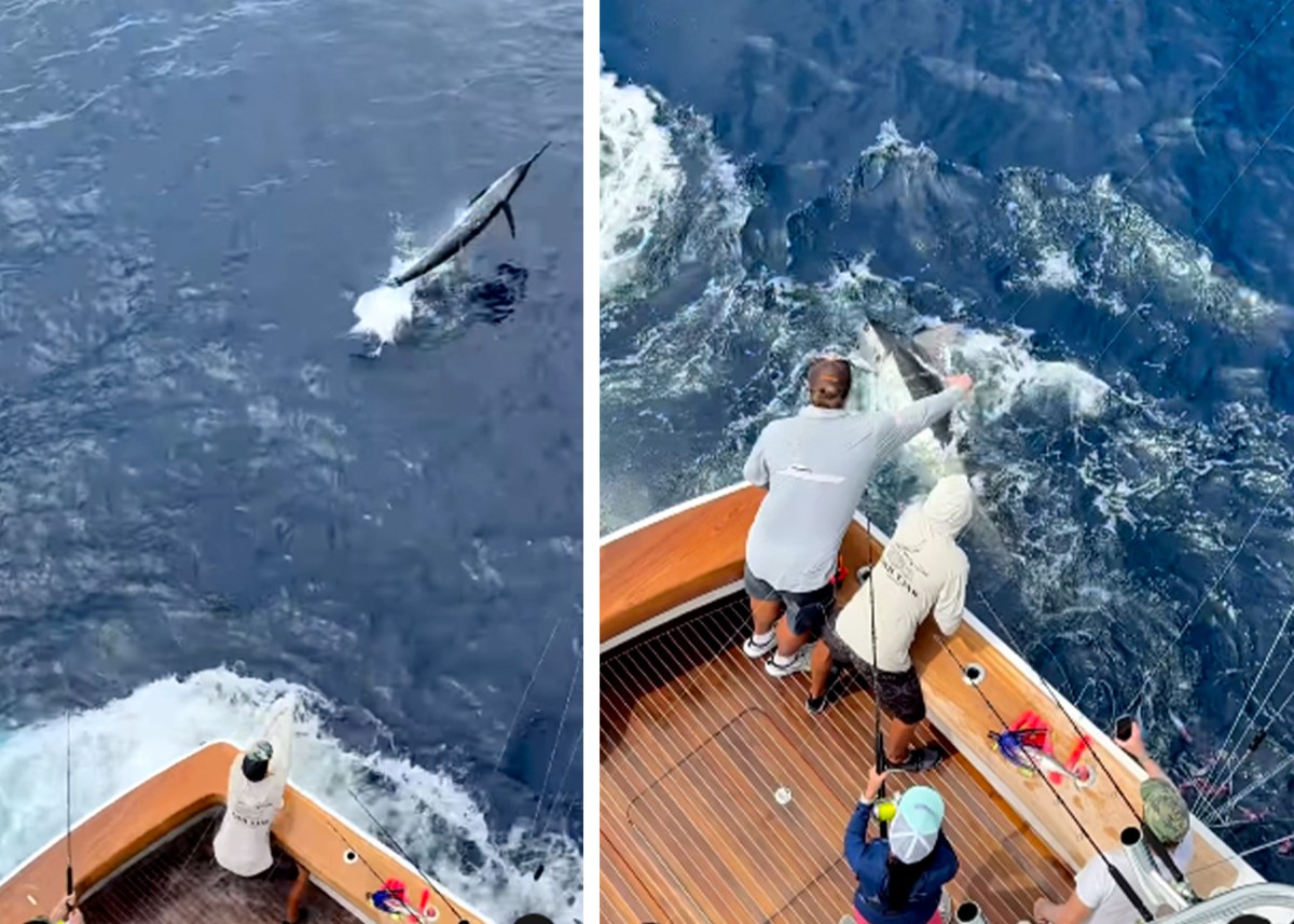 Watch: Anglers Toss Rod Overboard So They Can Land Two Blue Marlin at ...