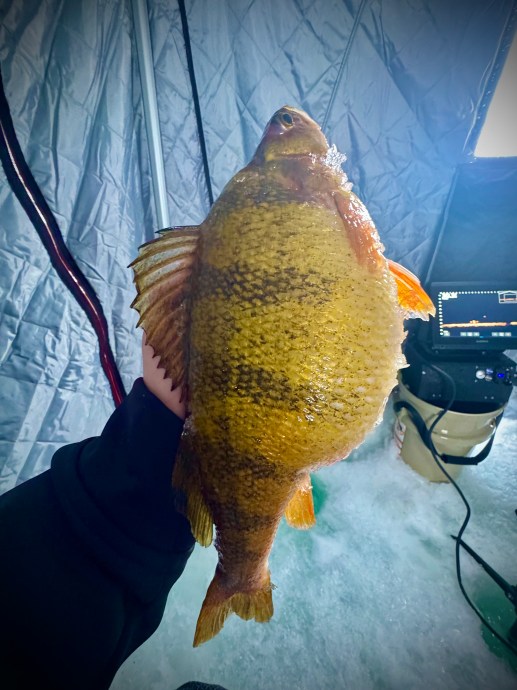 ‘Easily the Biggest I’ve Ever Caught.’ How This Ice Fisherman Caught ...