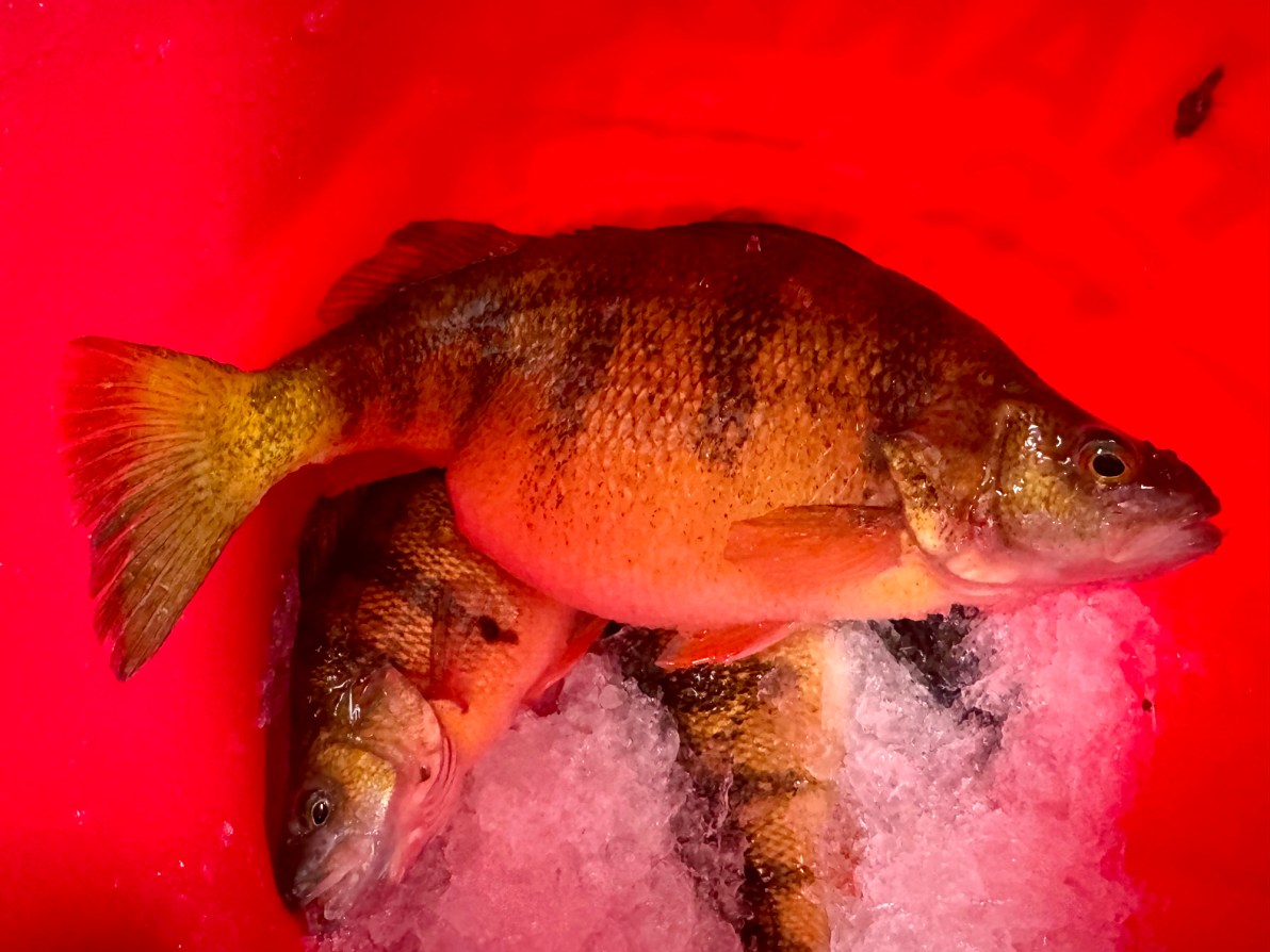 ‘Easily the Biggest I’ve Ever Caught.’ How This Ice Fisherman Caught ...