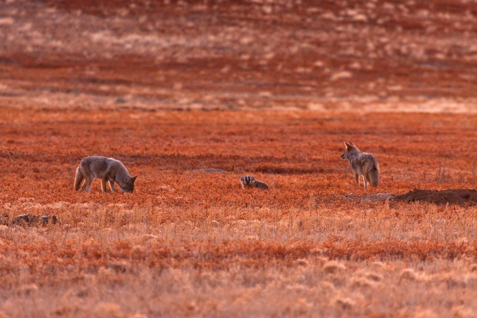 Video: Trail Cam Footage of Coyotes and Badgers Hunting Prairie Dogs ...