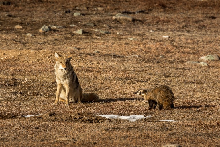 Video: Trail Cam Footage of Coyotes and Badgers Hunting Prairie Dogs ...