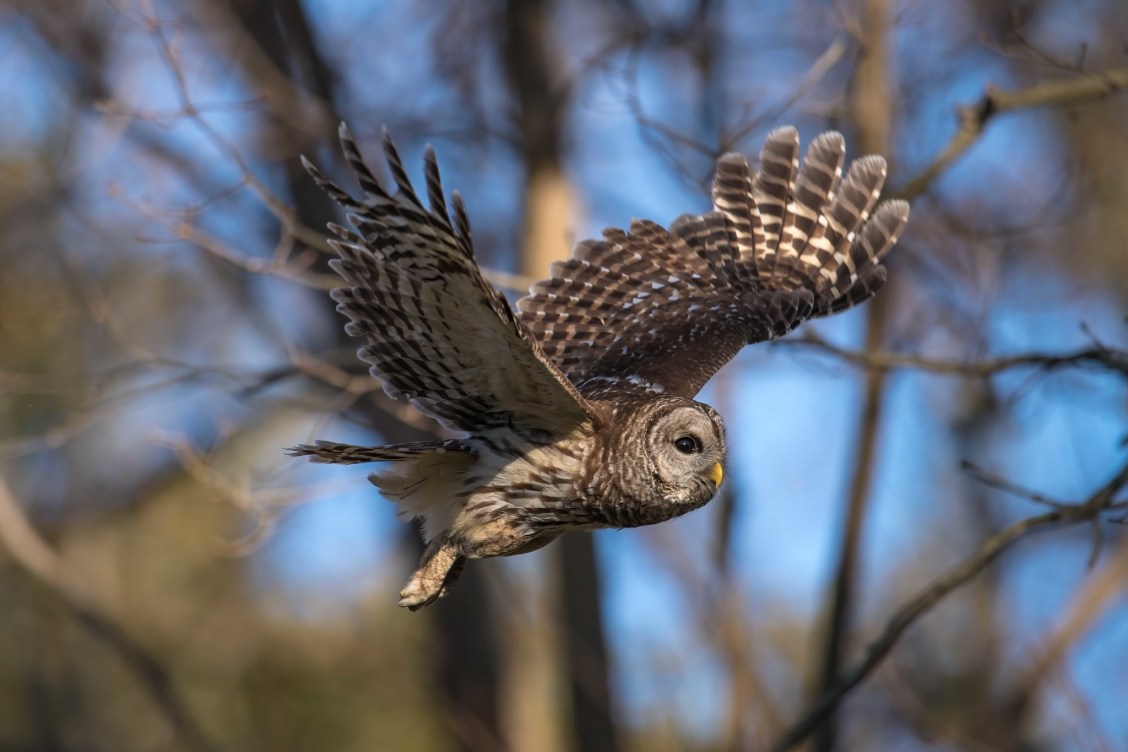 Lawmakers Ask Trump to Stop the $1.3 Billion Plan to Shoot 450,000 Non-Native Barred Owls ...