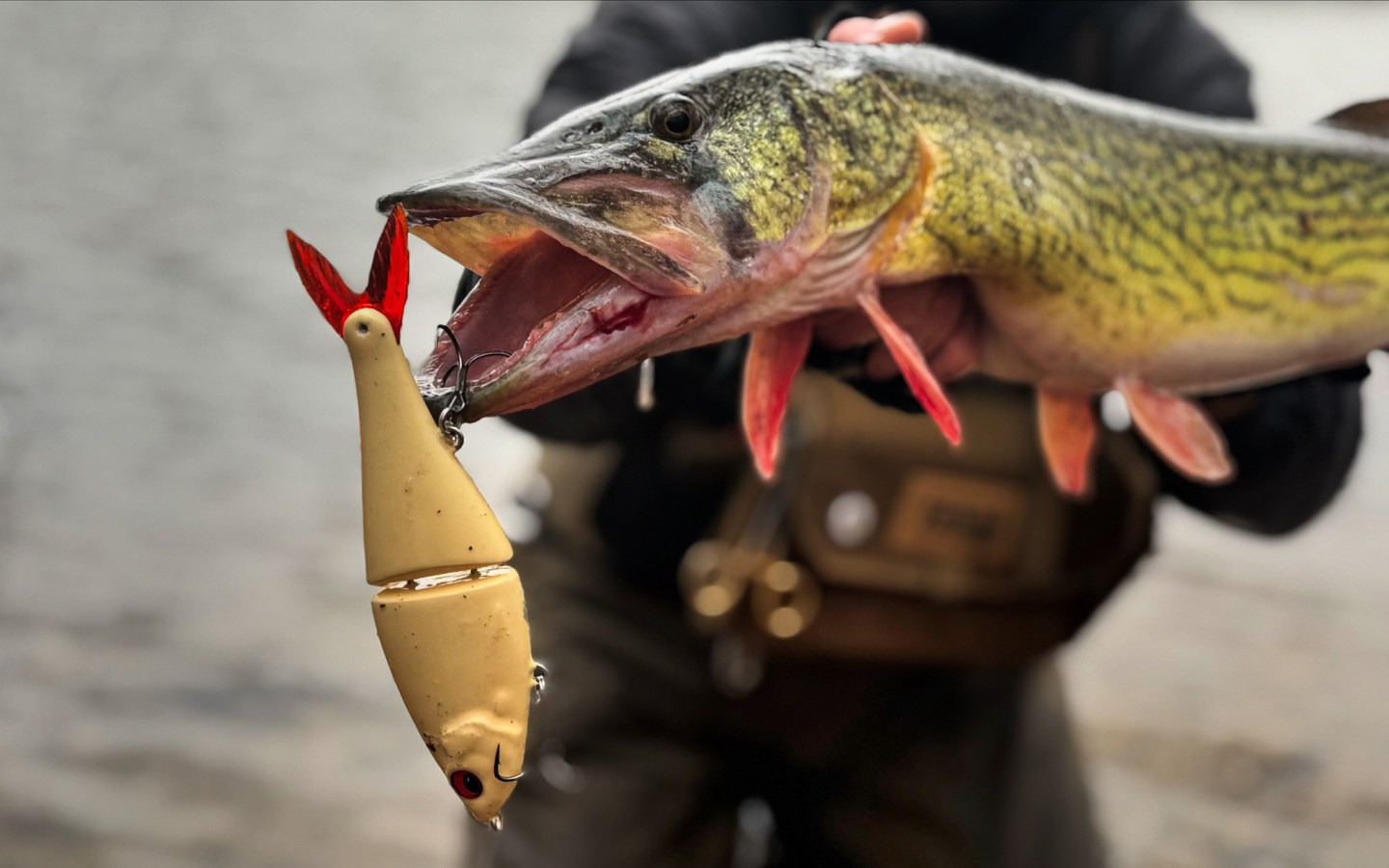 Quick Strike Podcast: Early Spring Tricks for Giant Chain Pickerel ...