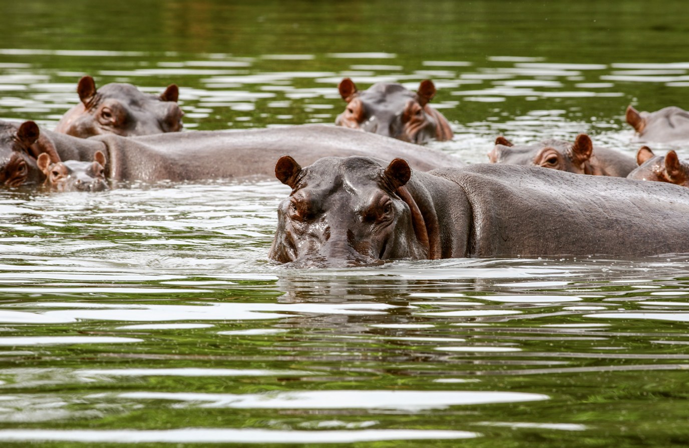 Hundreds of 'Cocaine Hippos' Are Terrorizing Colombia. This Biologist ...