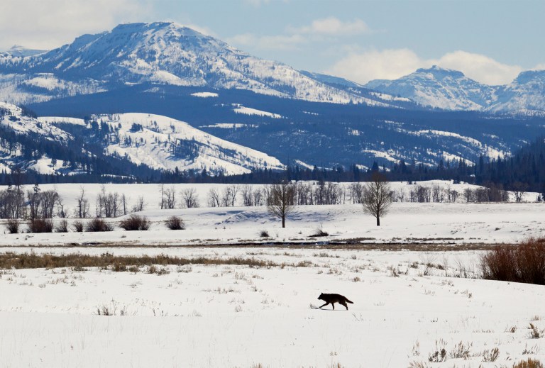Colorado Confirms Multiple Wolf Pup Sightings | Outdoor Life