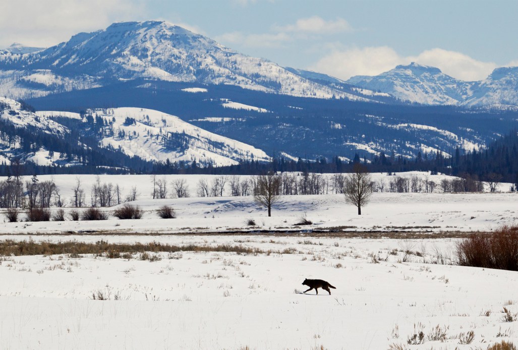 Wolves Ranged into 14 Colorado Counties Even as Petition to Halt ...