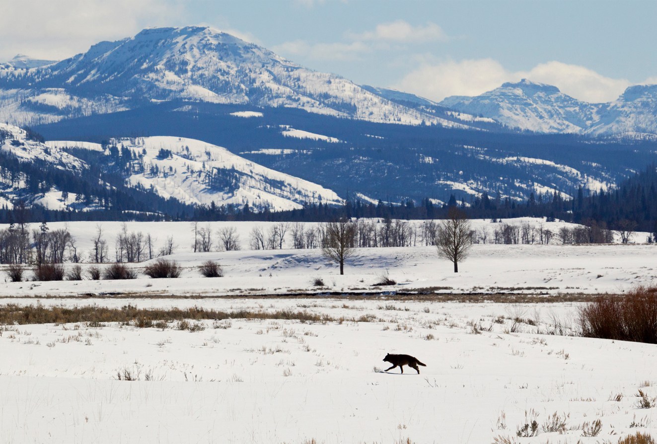 One of Colorado's Released Wolves Was Killed by Federal Officials in ...