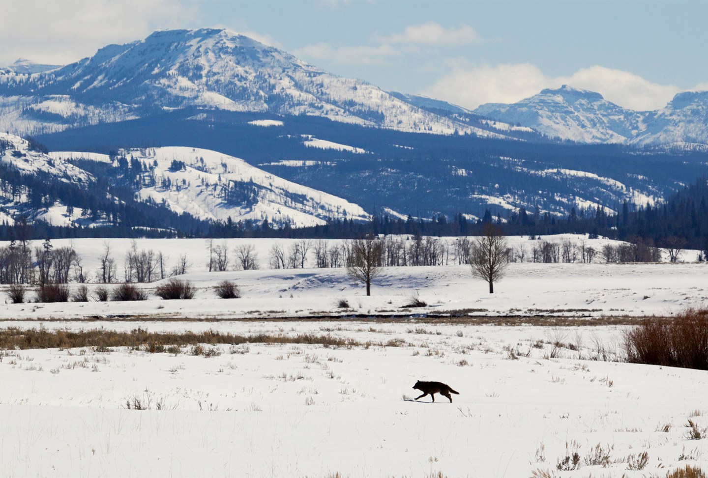 Wolves Ranged into 14 Colorado Counties Even as Petition to Halt ...