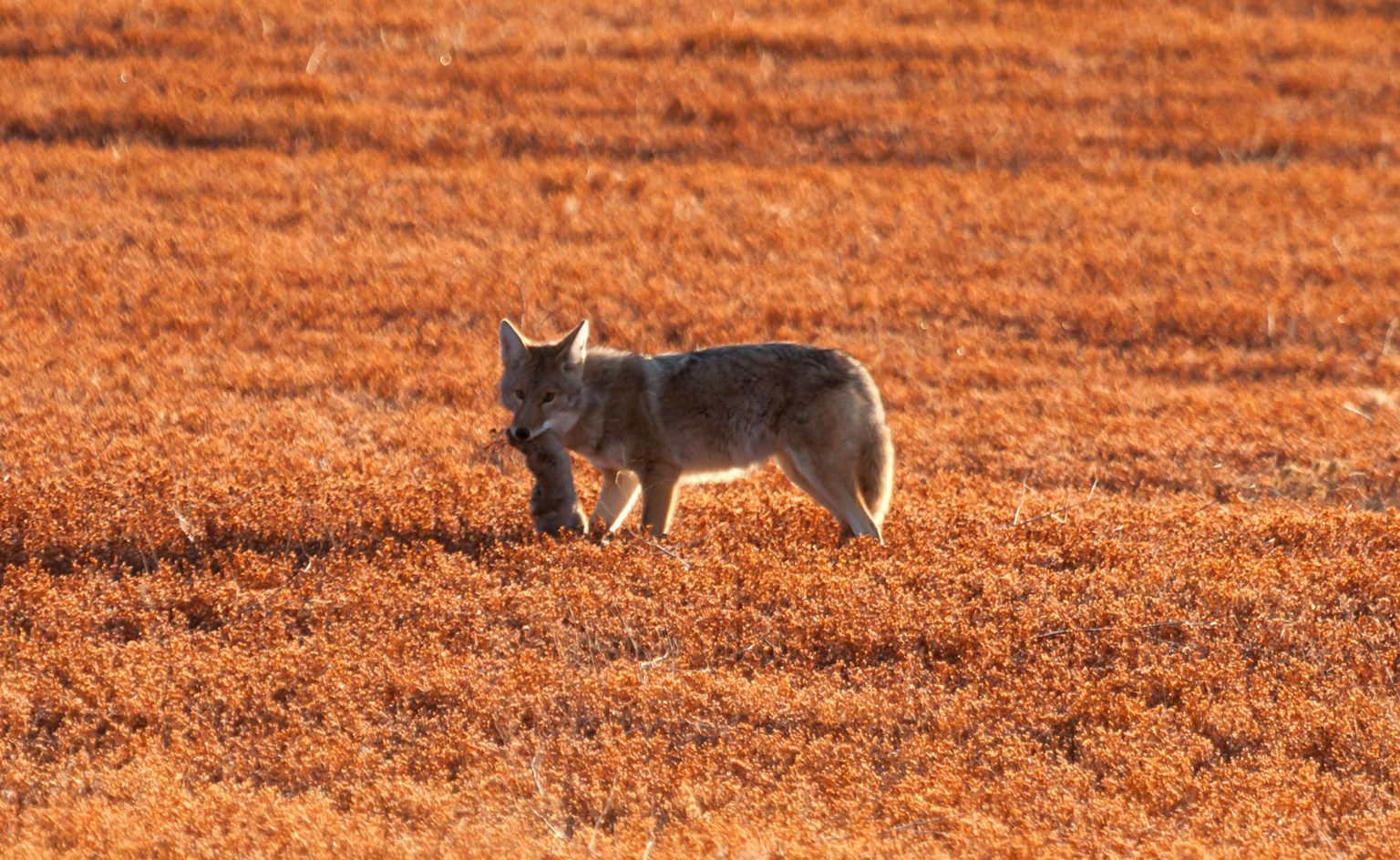 Video: Trail Cam Footage of Coyotes and Badgers Hunting Prairie Dogs ...