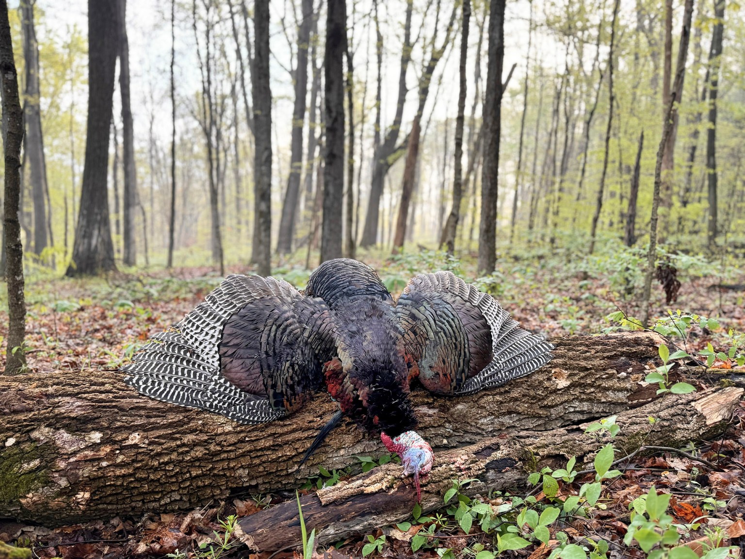 How to Age a Turkey | Outdoor Life