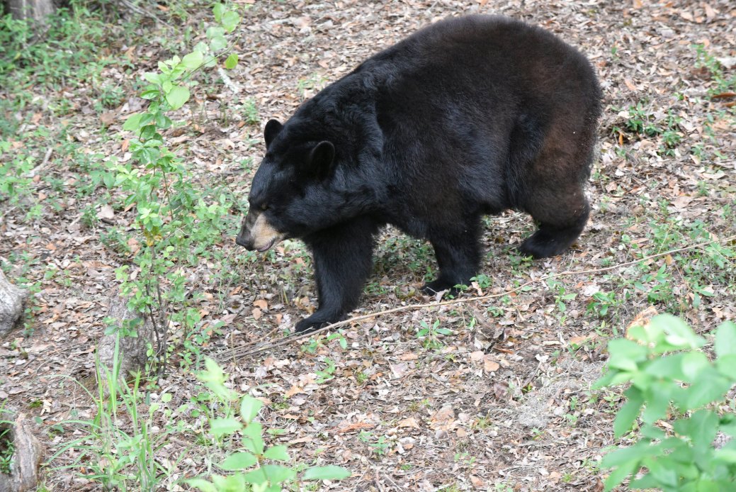 Florida Is Finally Considering a Black Bear Season Again | Outdoor Life