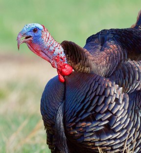 What Is a Turkey Snood? | Outdoor Life
