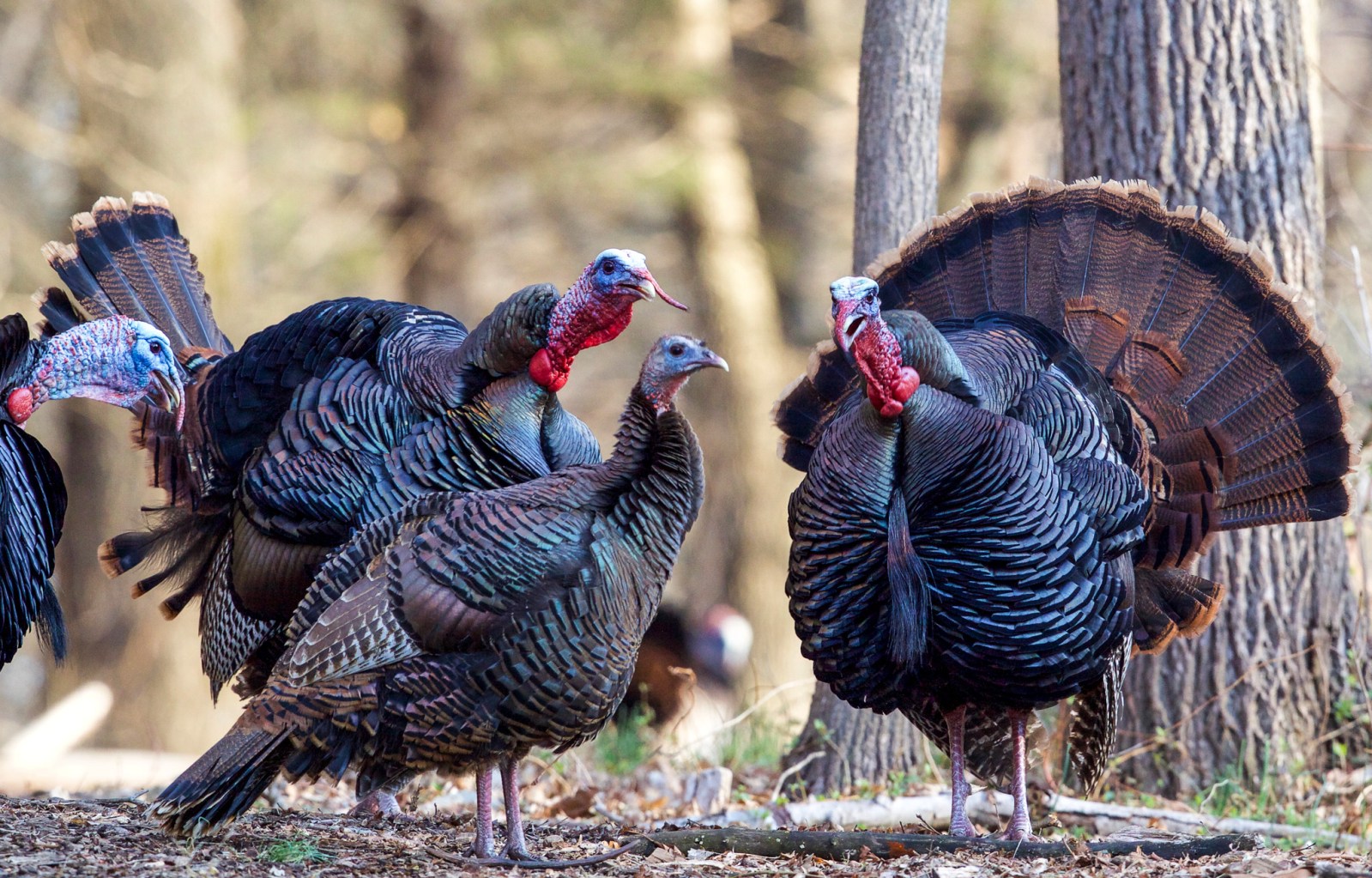 What Is a Turkey Snood? | Outdoor Life