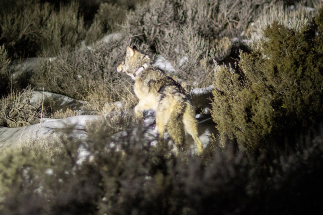 One of Colorado's Released Wolves Was Killed by Federal Officials in ...