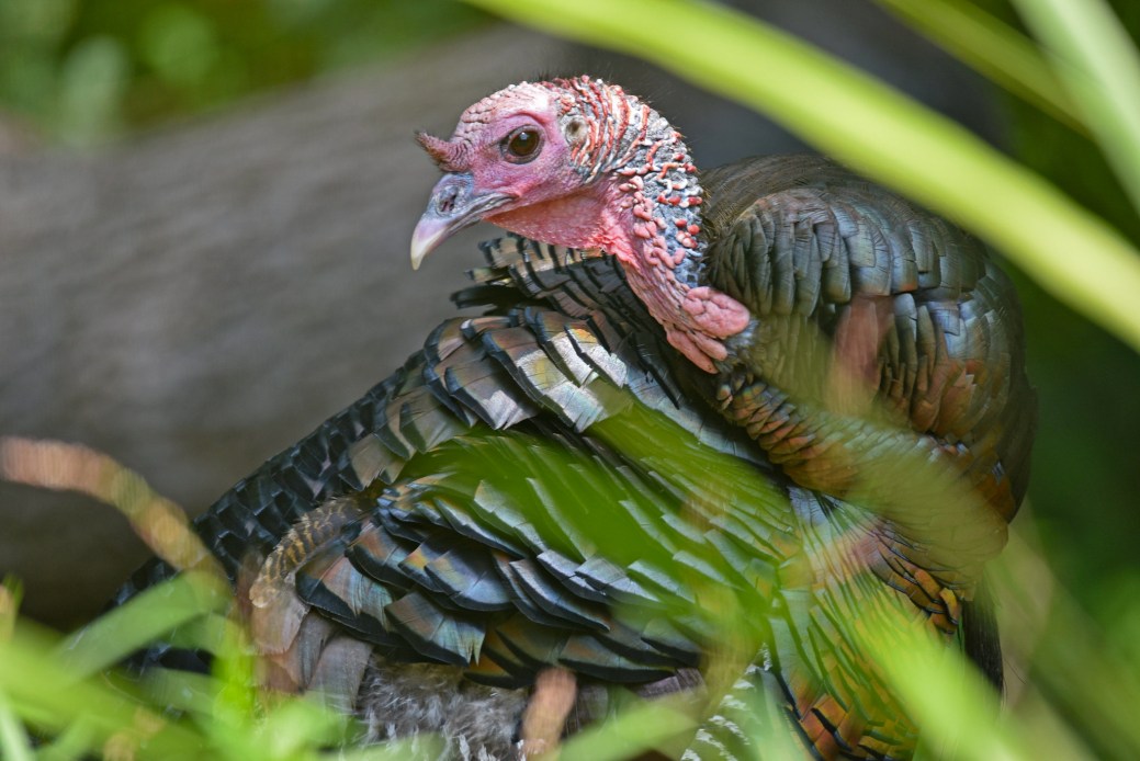 What Is a Turkey Snood? | Outdoor Life