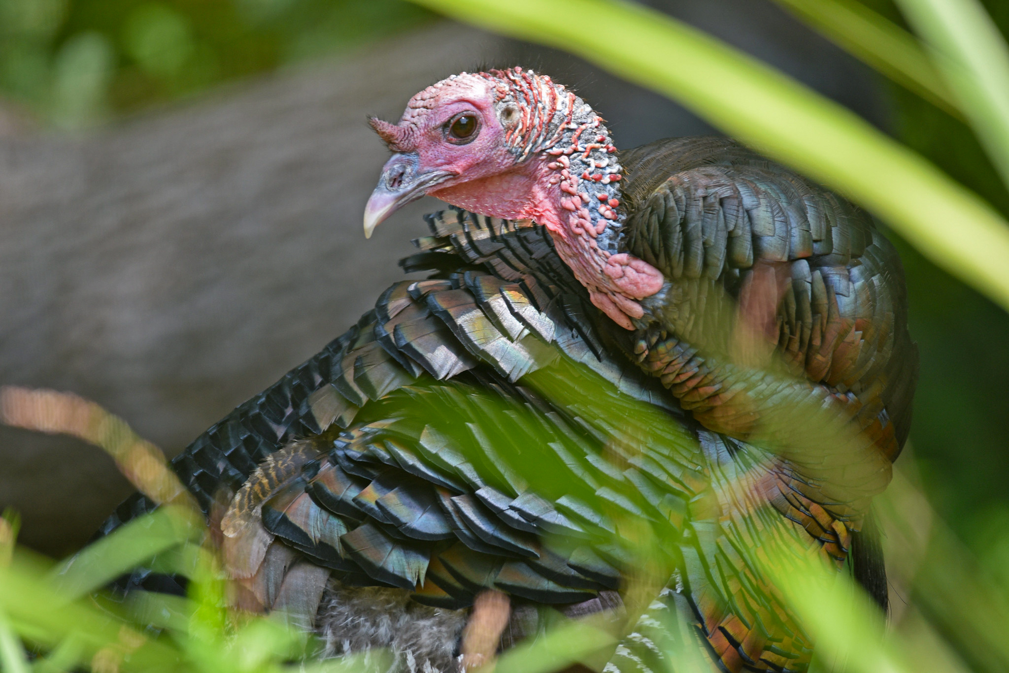 What Is a Turkey Snood? | Outdoor Life