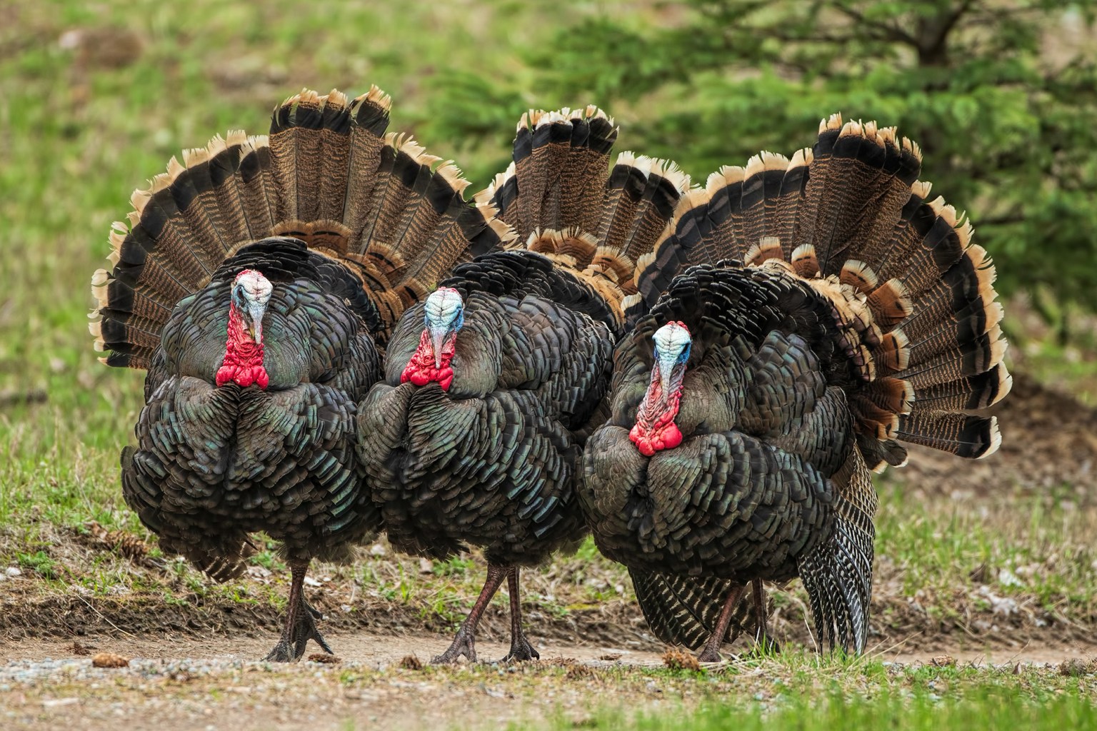 How to Age a Turkey | Outdoor Life