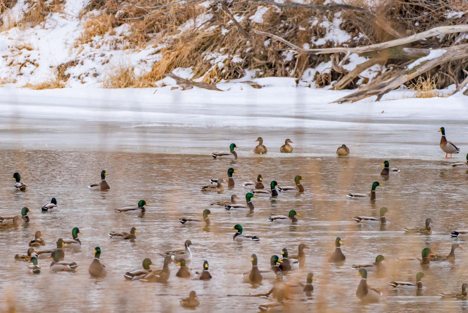 Kansas Gov. Vetoes Bill to Limit Nonresident Waterfowlers to Hunting ...