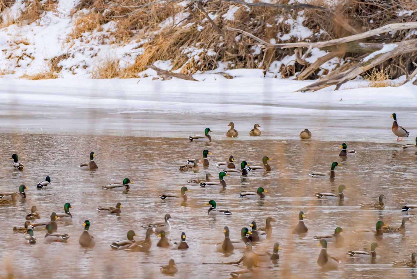 How to Hunt Wolves: Wolf Hunting Tips and Tactics from the Experts