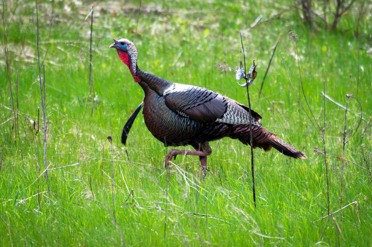 How to Age a Turkey | Outdoor Life