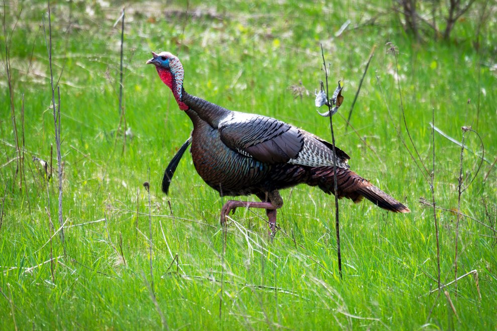How to Age a Turkey | Outdoor Life