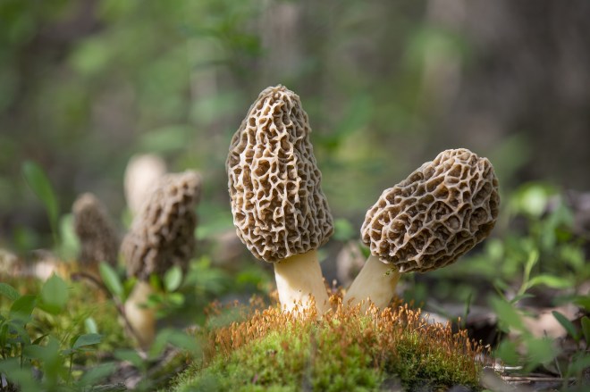 Morel Mushroom as Big as a Boy's Head Found in Missouri | Outdoor Life