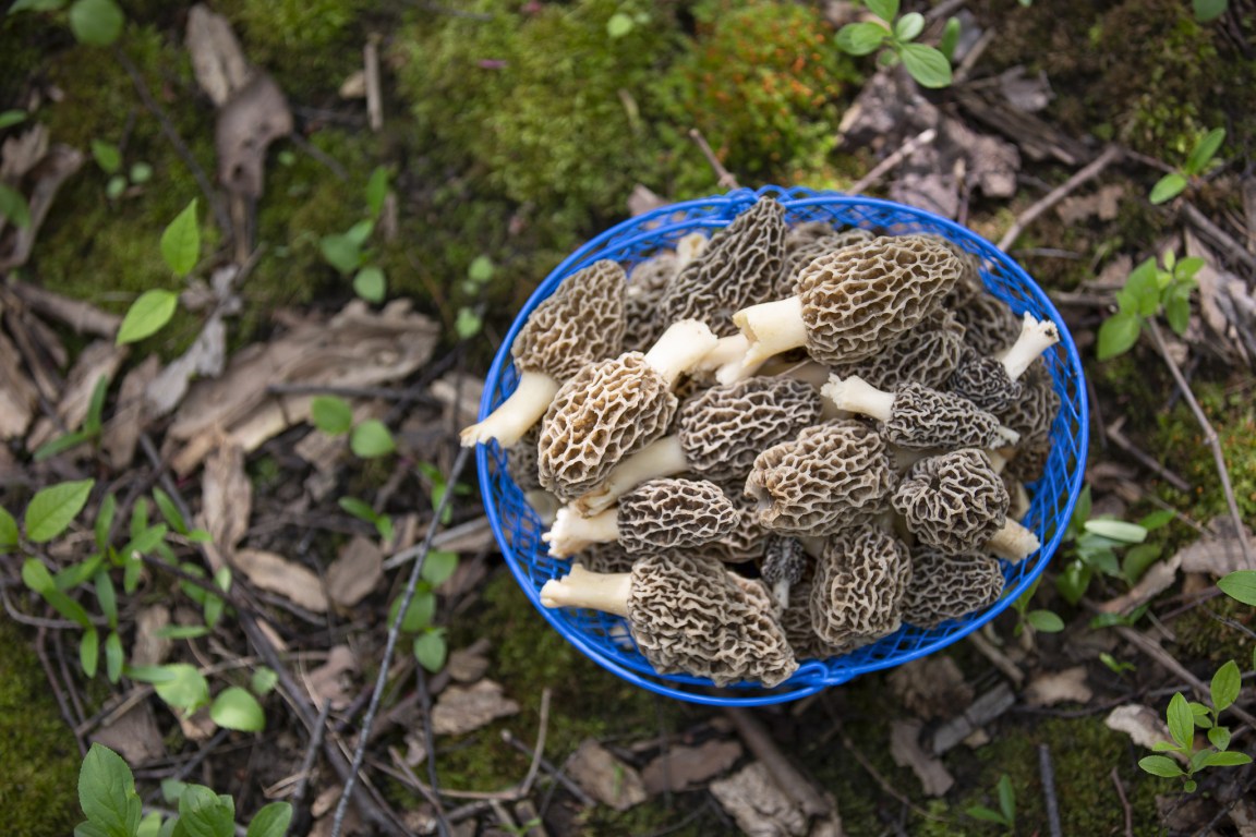 How to Find Morel Mushrooms This Spring | Outdoor Life