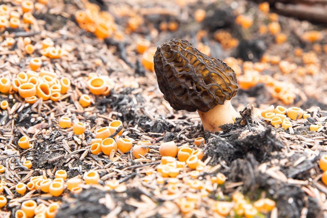 How to Find Morel Mushrooms This Spring | Outdoor Life