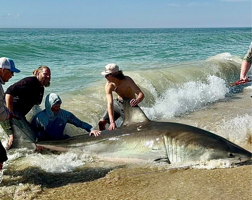 Watch: 'Jubilee' Draws Millions of Fish into Gulf Coast Shallows ...