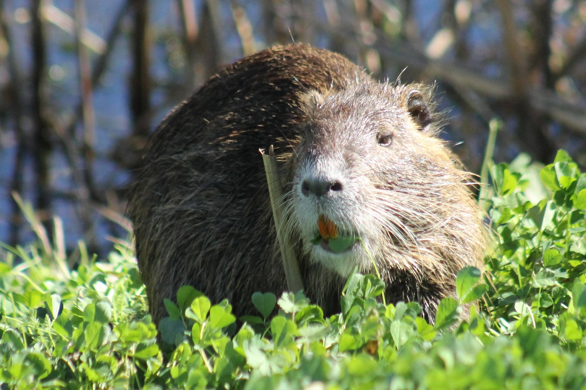 Feds Want You to Eat More BBQ Swamp Rat to Save Your Local Marsh ...