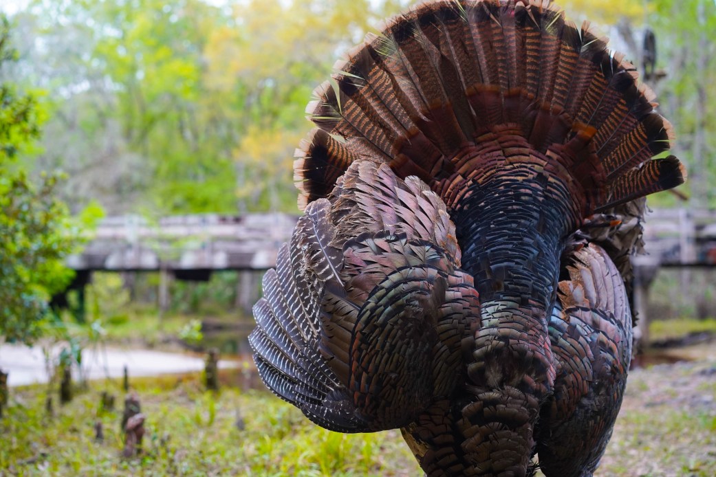 New York City Carpenter Tags a 197-Inch, State-Record Buck...On Long Island