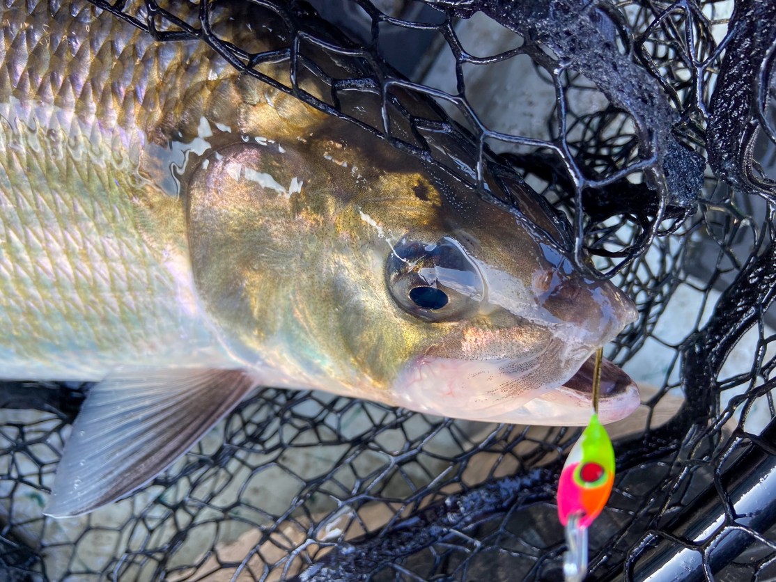 Quick Strike Podcast: How to Catch American Shad from Shore | Outdoor Life