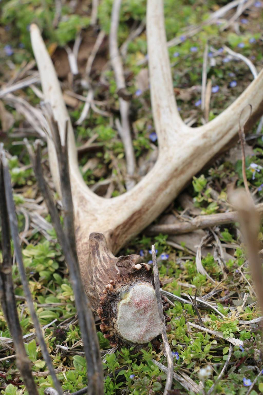 10 Underrated Spots to Find Shed Antlers | Outdoor Life