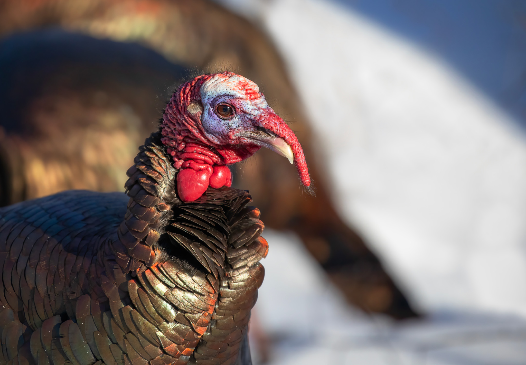 What Is a Turkey Snood? | Outdoor Life