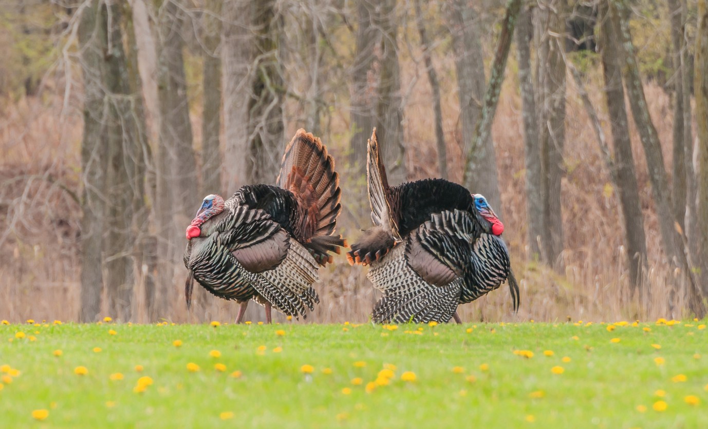 How to Age a Turkey | Outdoor Life