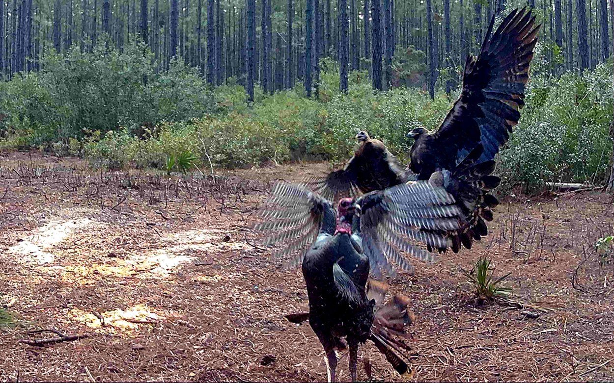 Incredible Trail Cam Pics Show a Golden Eagle Dive-Bombing and Killing ...