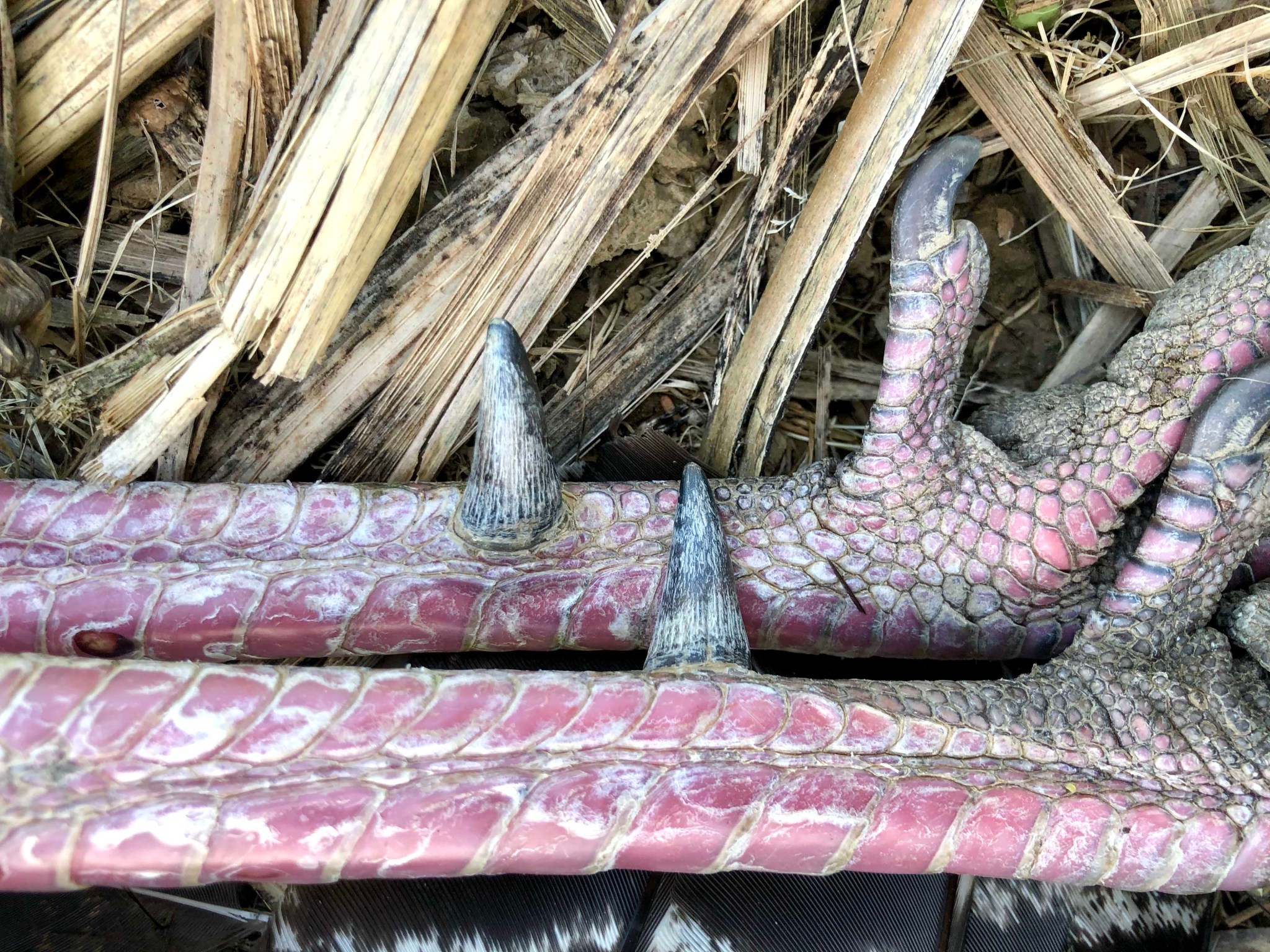 How to Age a Turkey | Outdoor Life