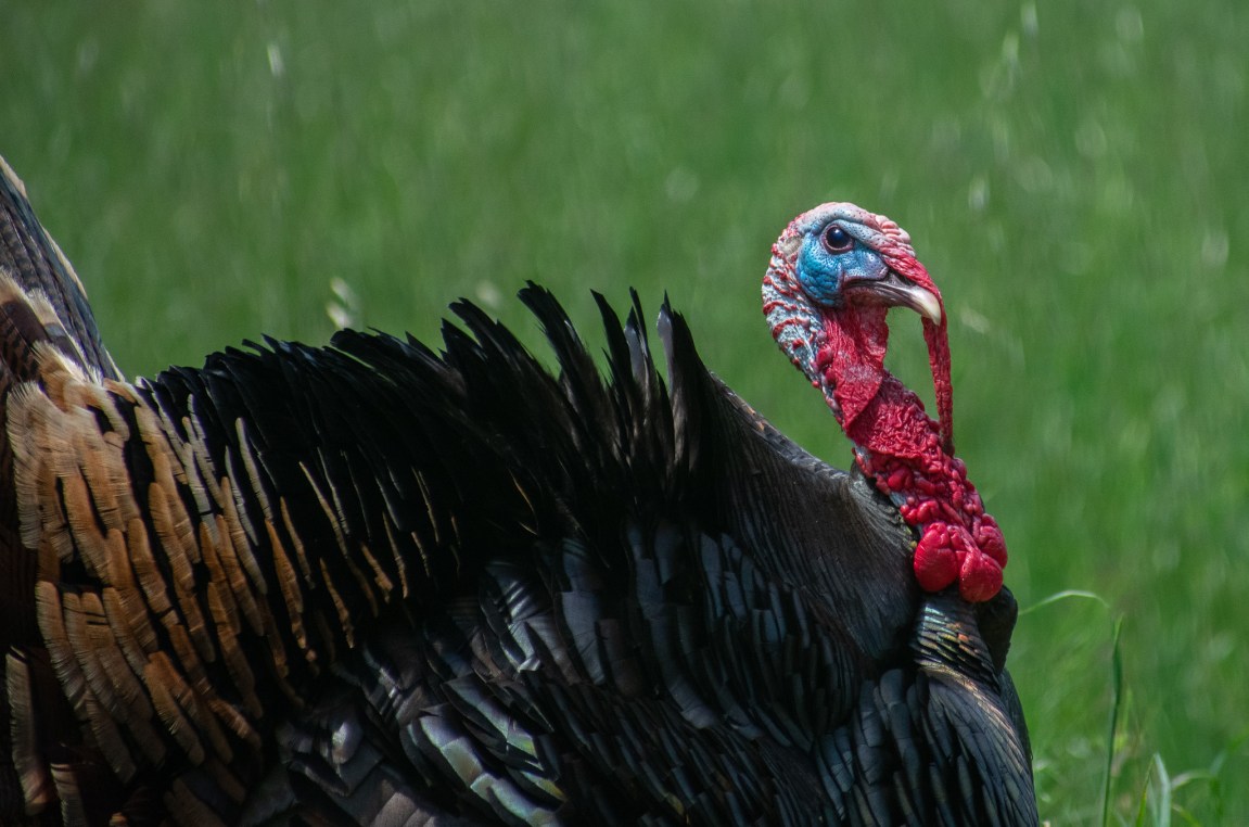 What Is a Turkey Snood? | Outdoor Life