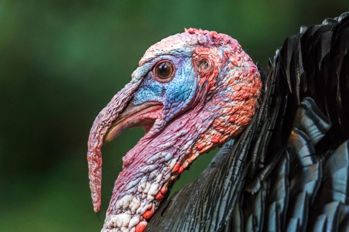 What Is a Turkey Snood? | Outdoor Life