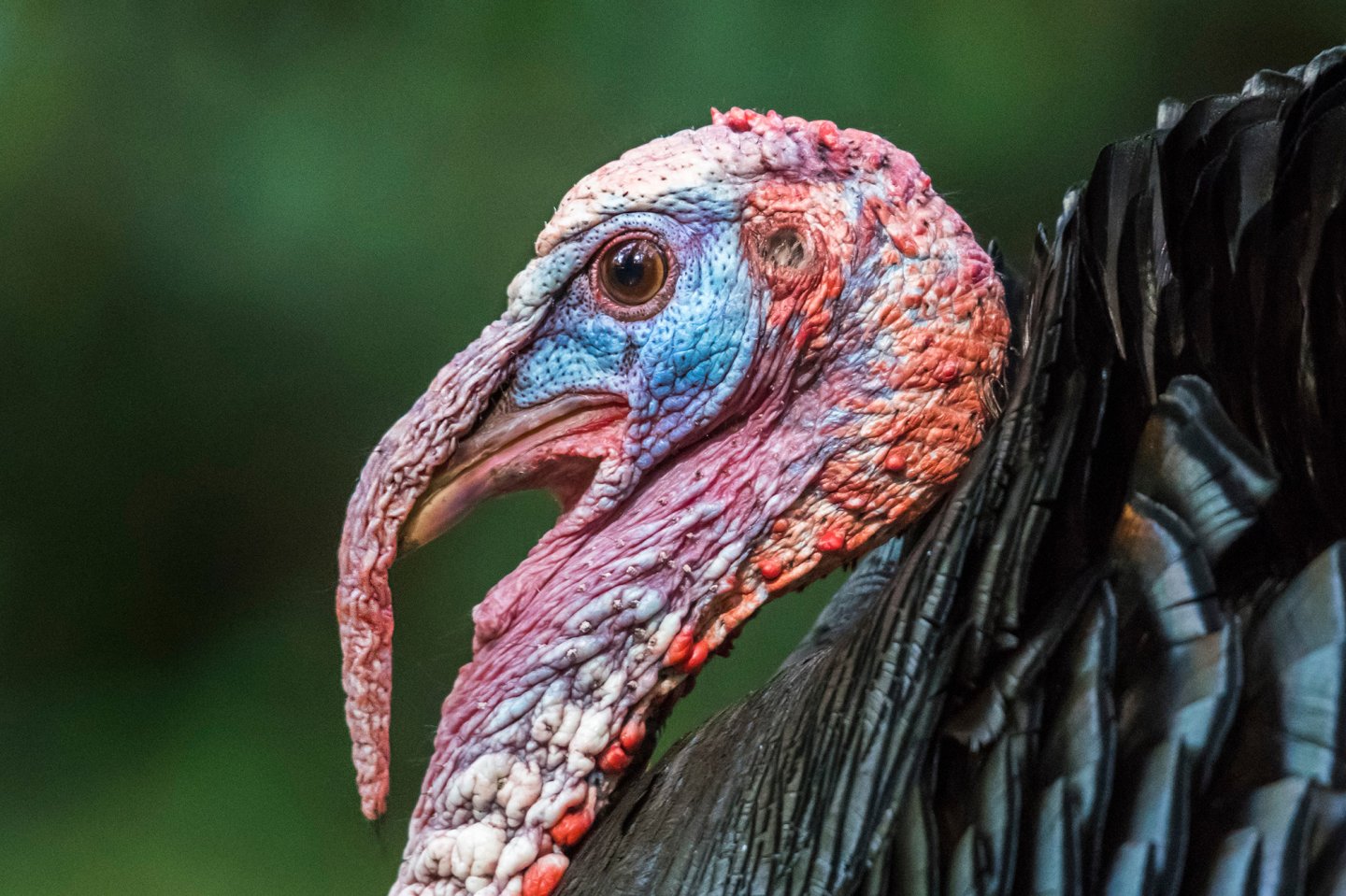 What Is a Turkey Snood? | Outdoor Life