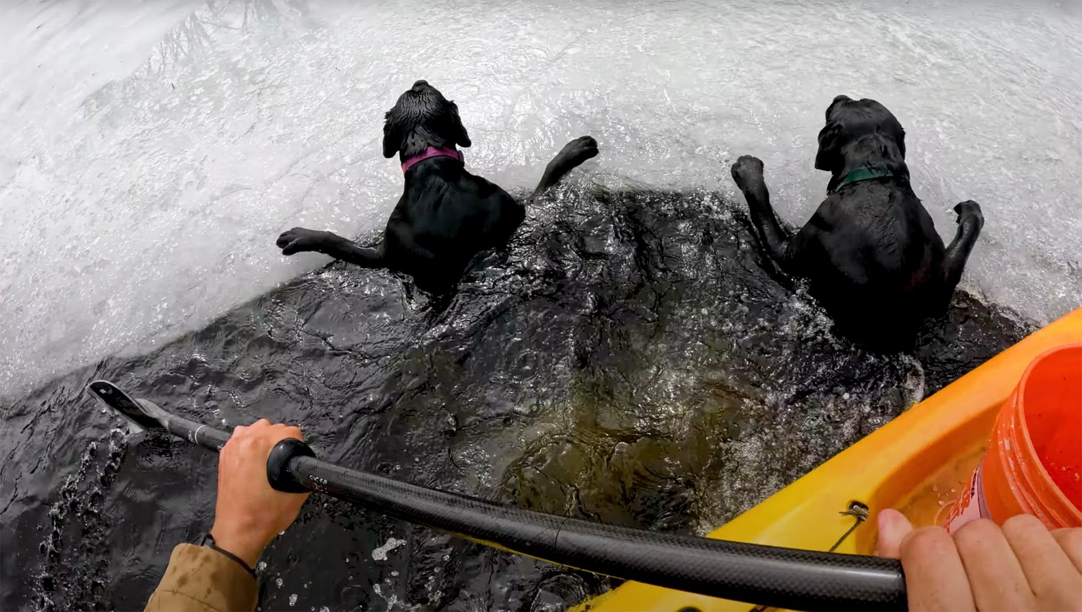 Watch a Kayak Fisherman Save Two Dogs from Drowning in an Icy River ...