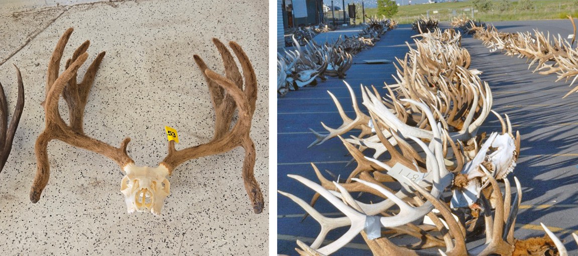 Poached Bucks Up for Auction in Utah, Along with Hundreds More Skulls ...