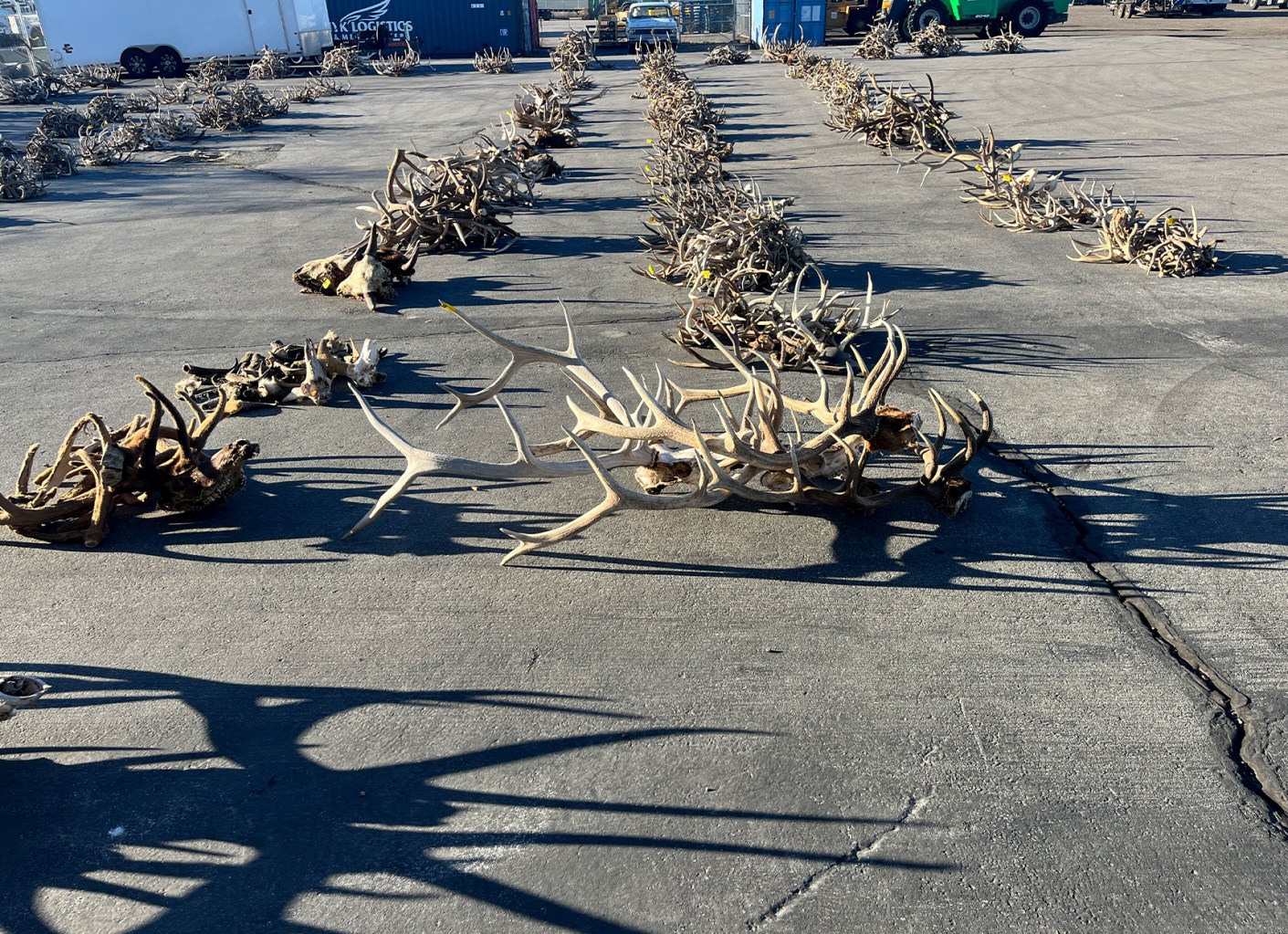 Poached Bucks Up for Auction in Utah, Along with Hundreds More Skulls ...