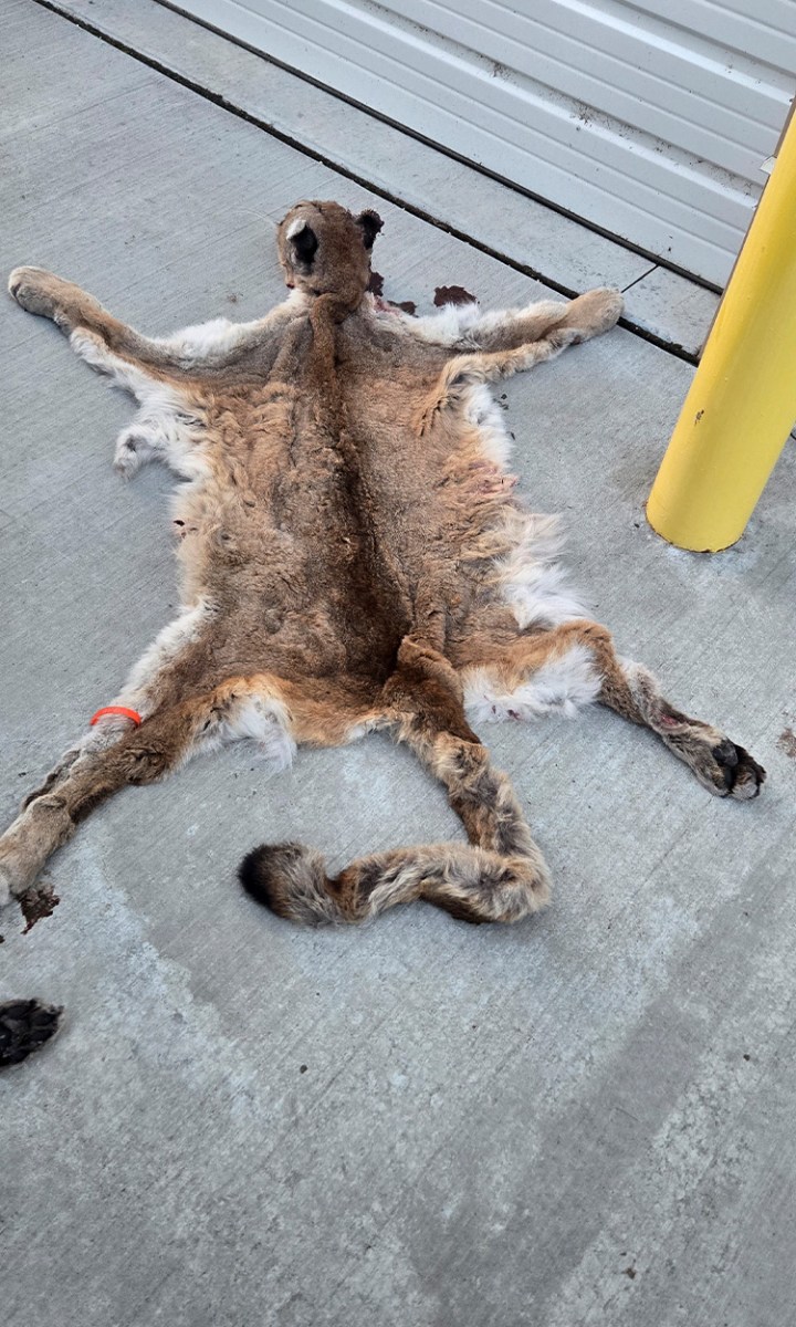 Poached Bucks Up for Auction in Utah, Along with Hundreds More Skulls ...