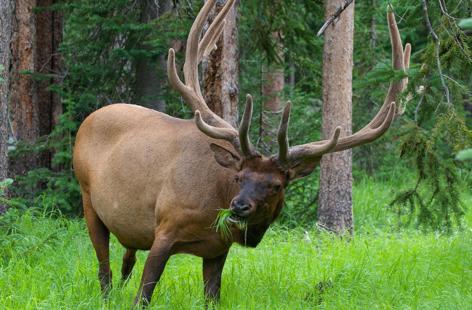 Deer and Elk Hunters in Washington State Can No Longer Hunt Over Bait ...
