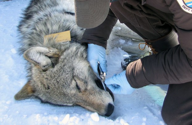 California's Third New Wolf Pack This Year Discovered in the Sierra Valley