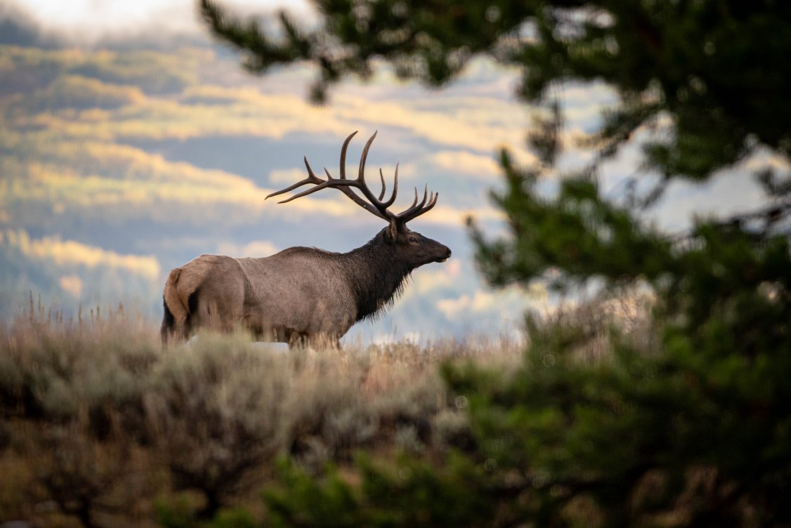High-Fence Bull Elk Could Break an SCI World Record | Outdoor Life