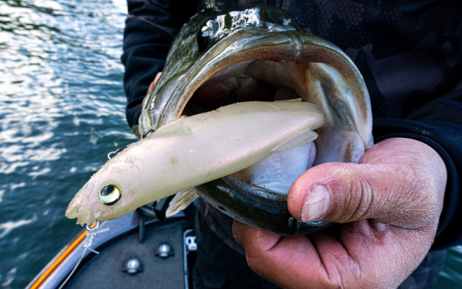 Micro Ned Rigs: The Ultimate Bait for Catching Panfish and Bass ...
