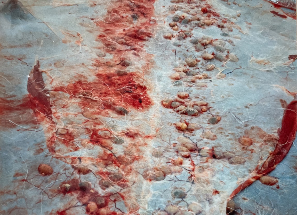 Tales of Spring Subsistence Hunting in the Arctic: Bot Fly Larva ...