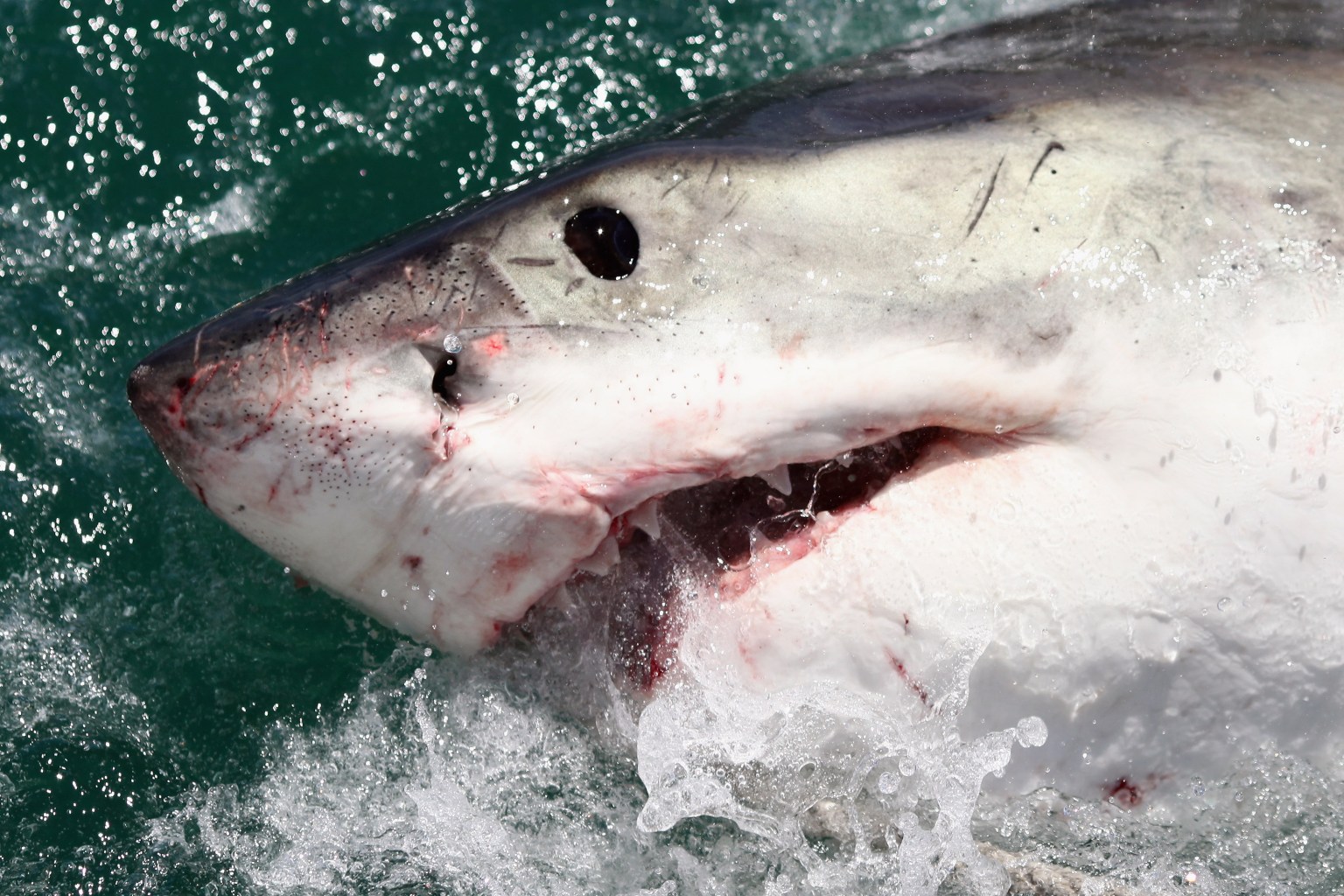 Massachusetts Just Banned Most Shark Fishing from Land, Blaming Anglers ...